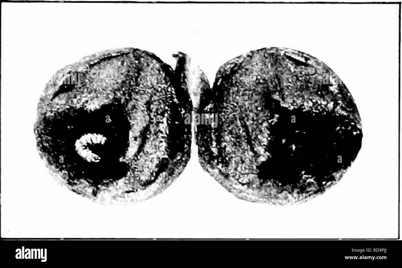 . Injurious insects : how to recognize and control them . Insect pests ...