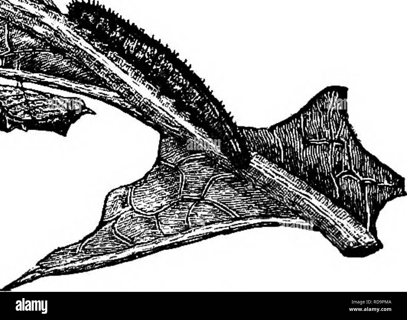 Insect exploration in nature Black and White Stock Photos & Images - Alamy