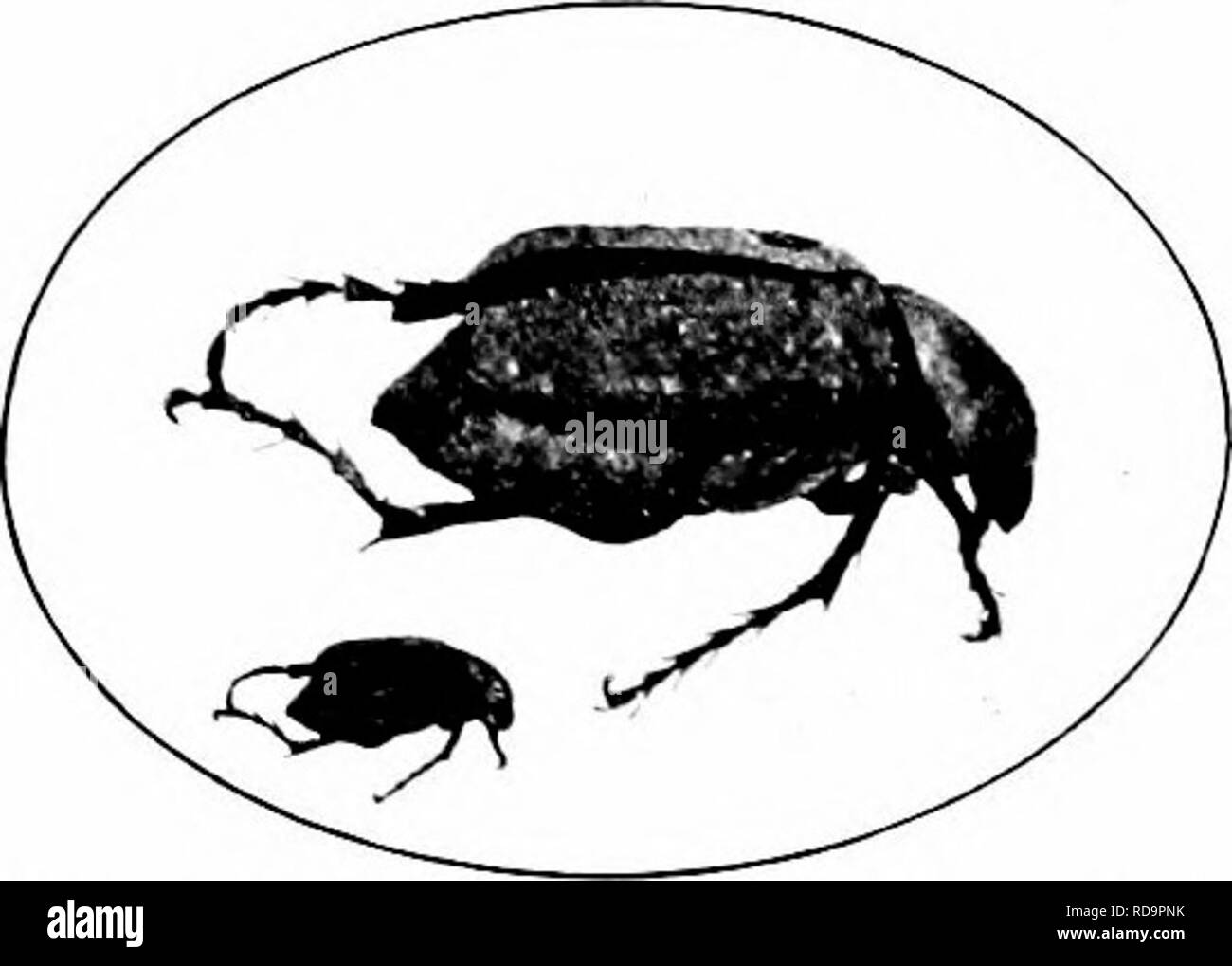 Grass grub beetles hi-res stock photography and images - Alamy