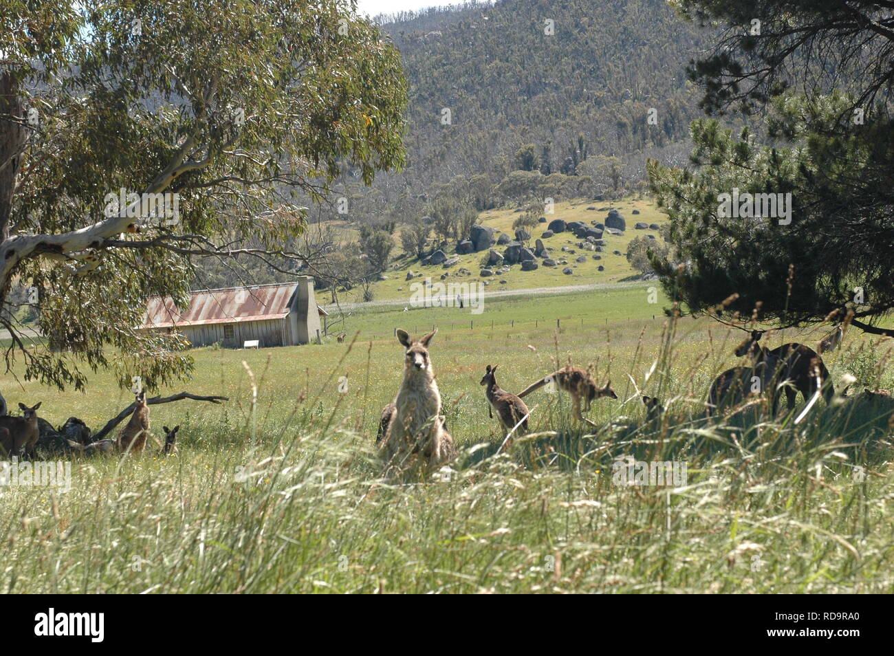 Kangaroos at Historic Orroral Homestead, Namadgi National Park ...