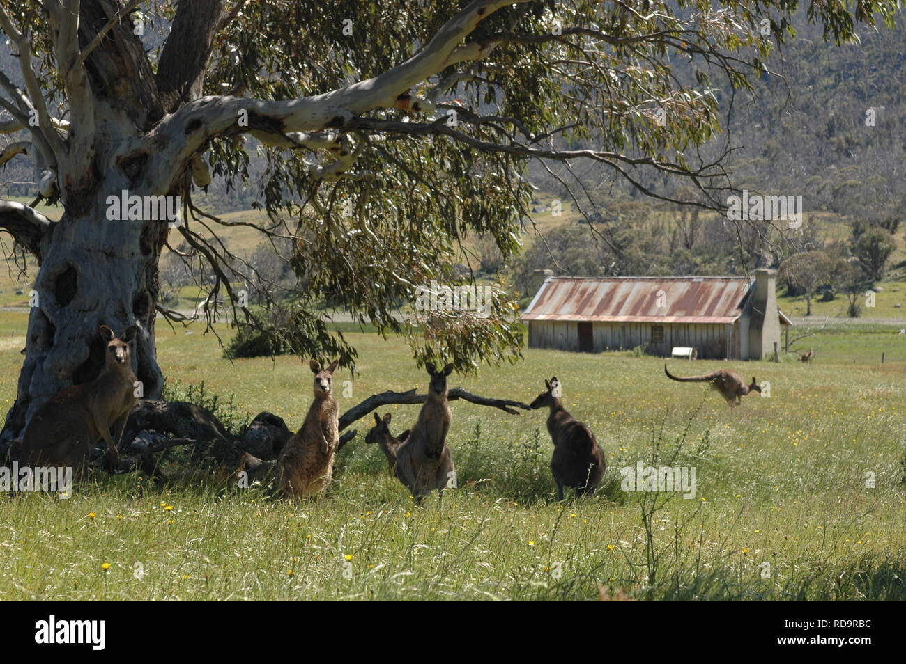 Kangaroos at Historic Orroral Homestead, Namadgi National Park ...