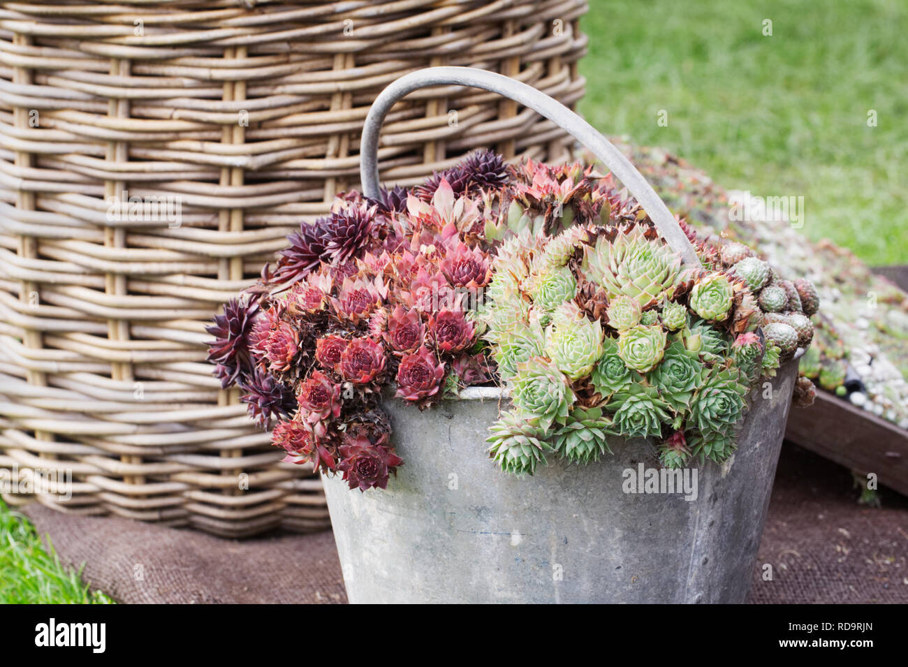 Sempervivums hi-res stock photography and images - Alamy