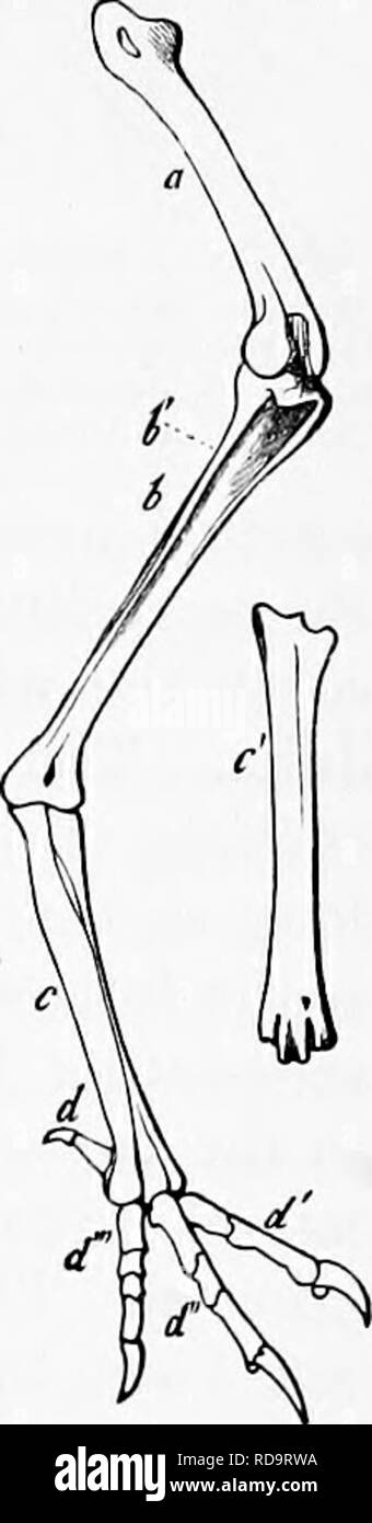 Skeleton bones of birds Black and White Stock Photos & Images - Alamy