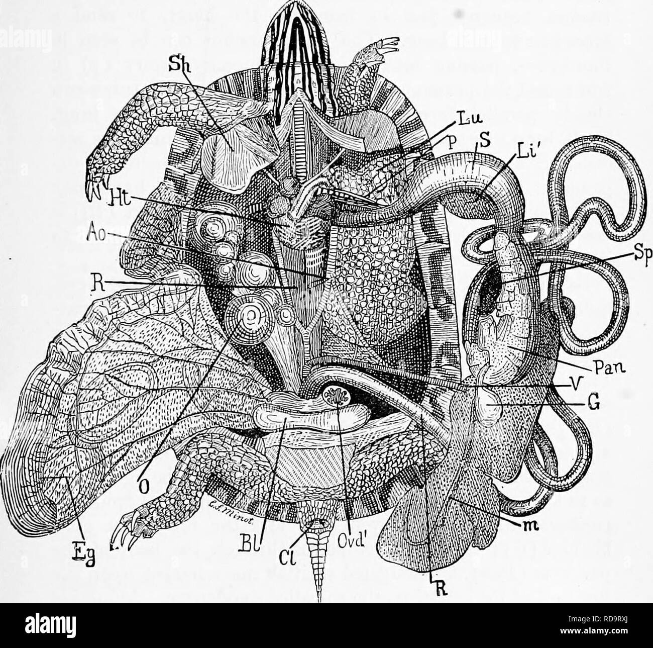 Anatomy of the turtle shell hi-res stock photography and images - Alamy