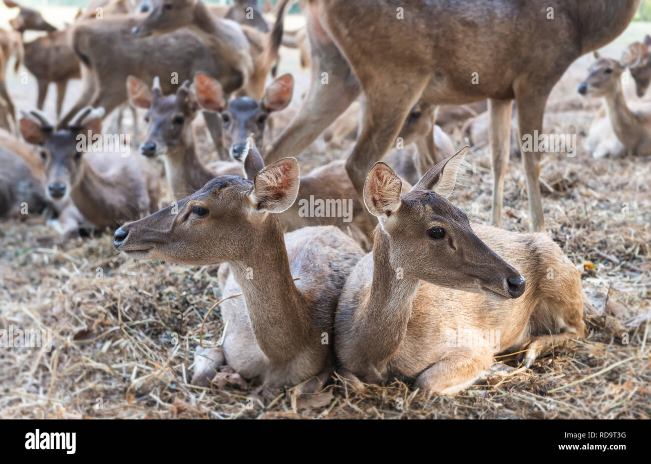 Rusa deer in agriculture livestock farm and zoo Stock Photo - Alamy