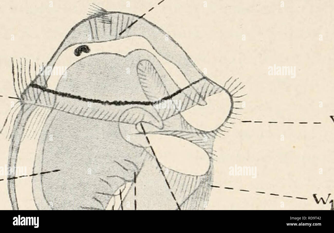. Einführung in die Biologie. Biology. 362 Zwanzigstes Kapitel. lung ...