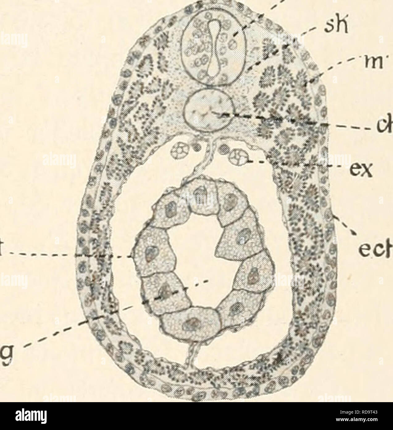 Gehirn und herz hi-res stock photography and images - Alamy