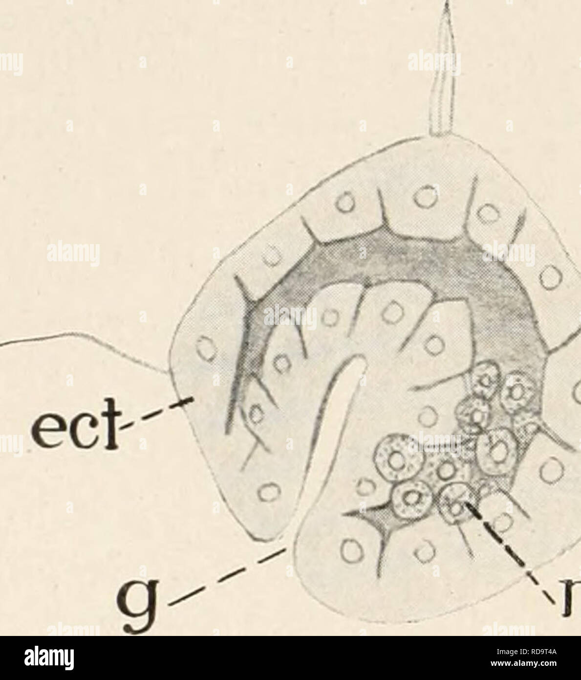 . Einführung in die Biologie. Biology. '-mes Fig. 181. Furchung des ...