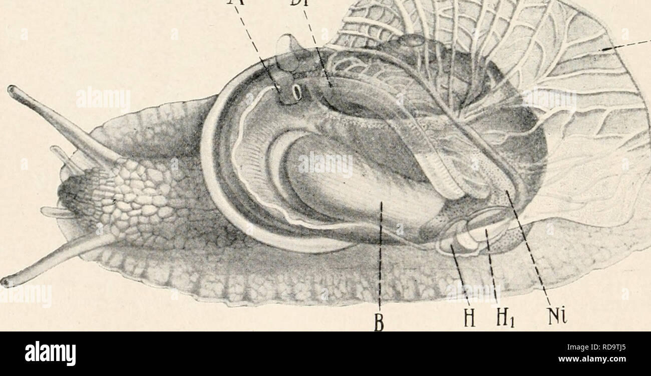 Eingeweide anatomie hi-res stock photography and images - Alamy