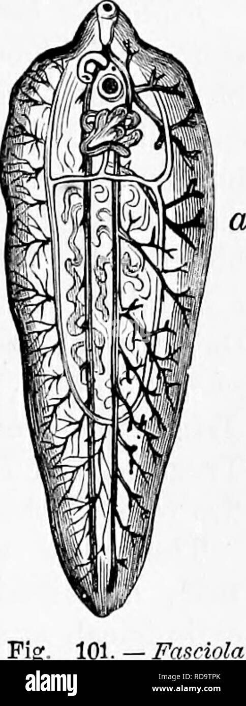 Fluke worms hi-res stock photography and images - Alamy