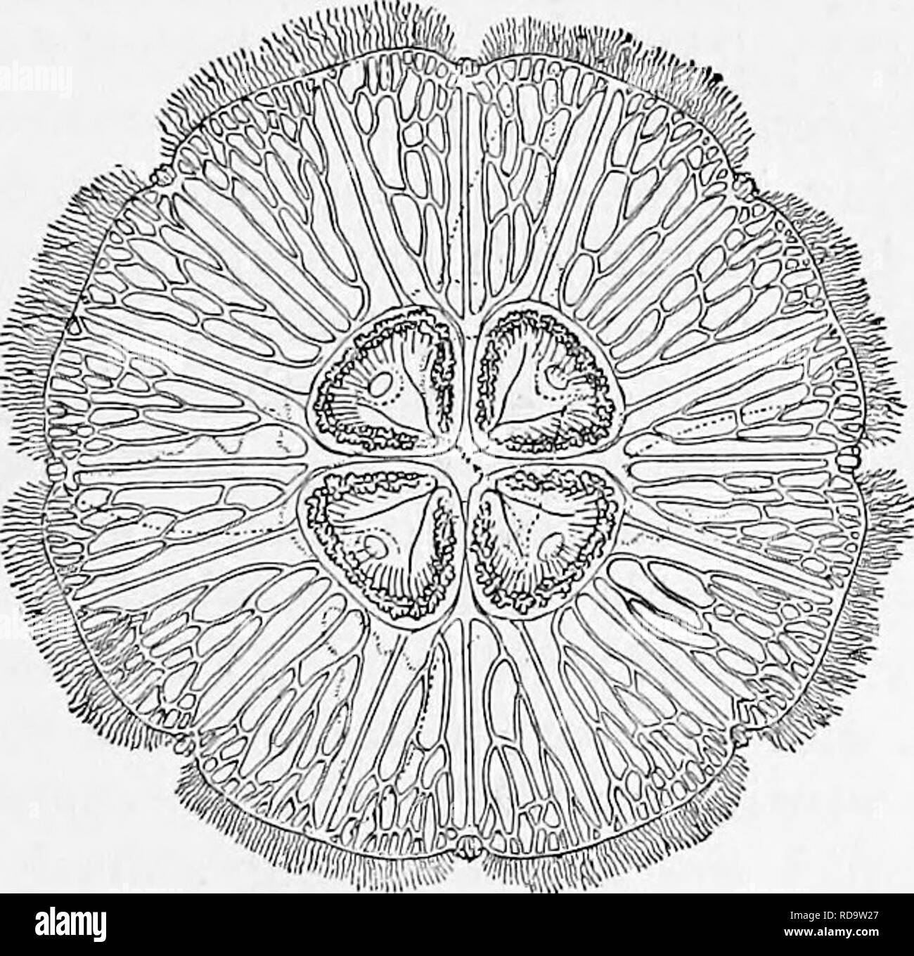 Four distinct shells hi-res stock photography and images - Alamy