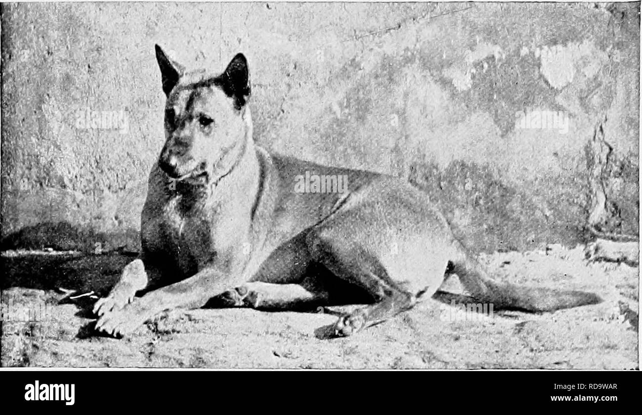 . The new book of the dog; a comprehensive natural history of British ...