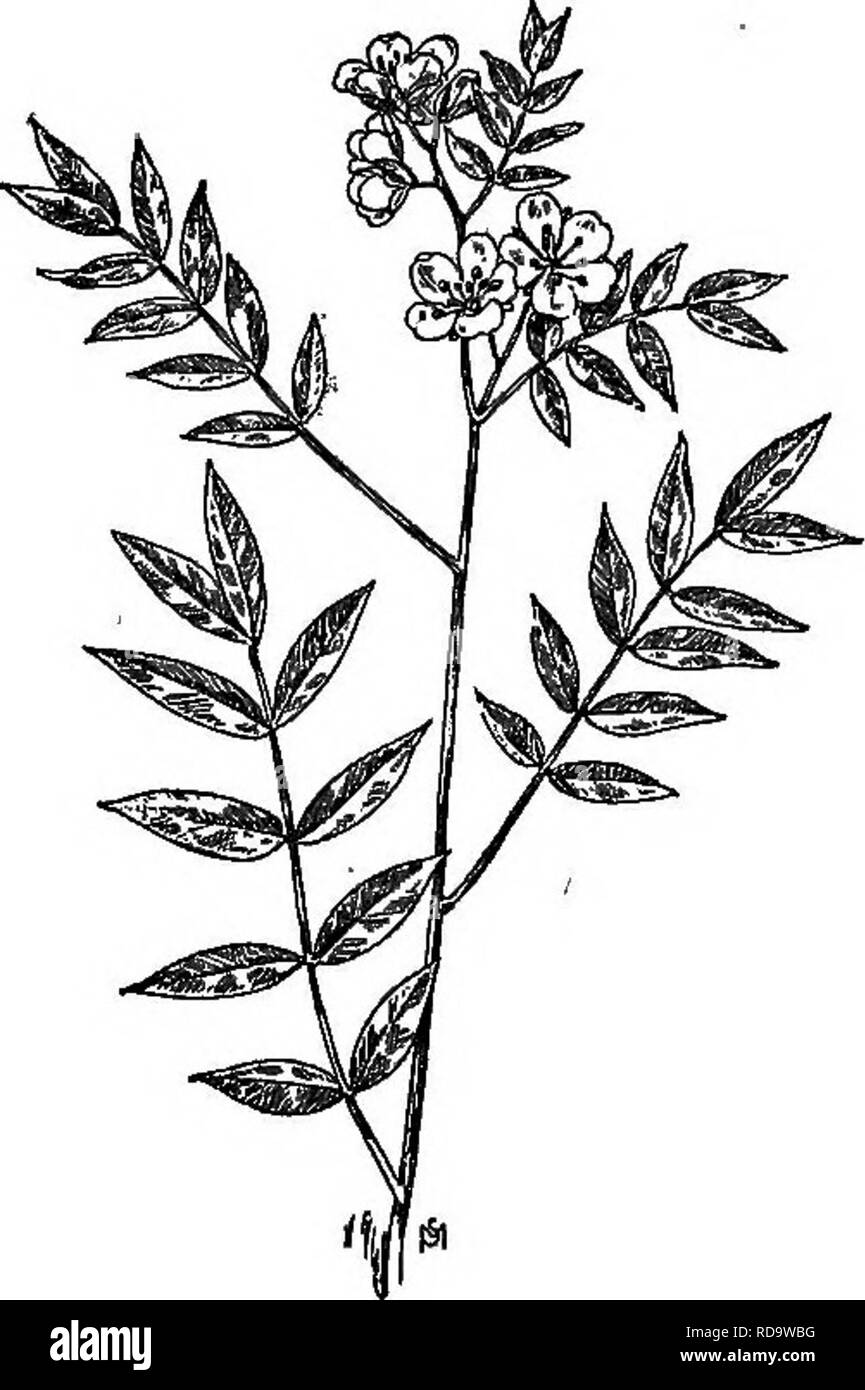 The partridge family Cut Out Stock Images & Pictures - Alamy