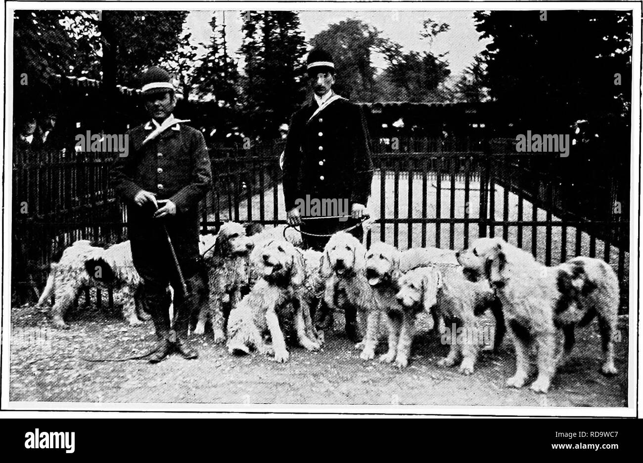 . The new book of the dog; a comprehensive natural history of British ...