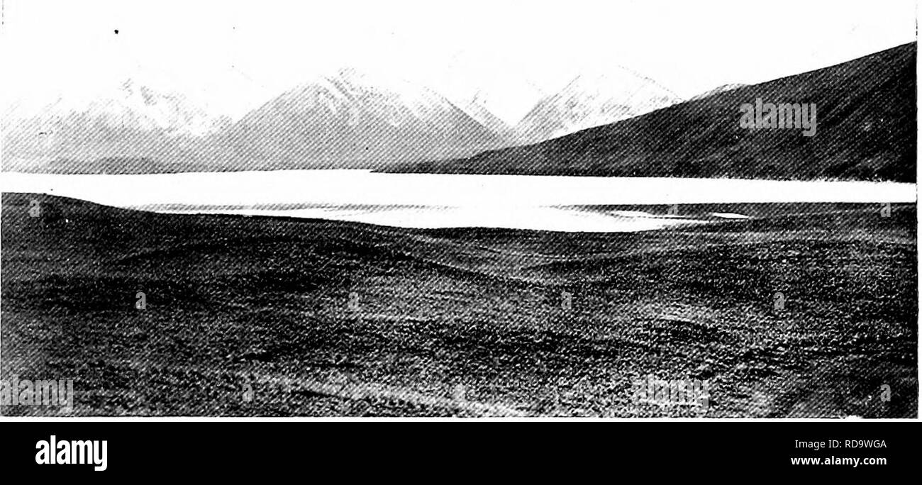 New zealand toi toi plants Black and White Stock Photos & Images - Alamy