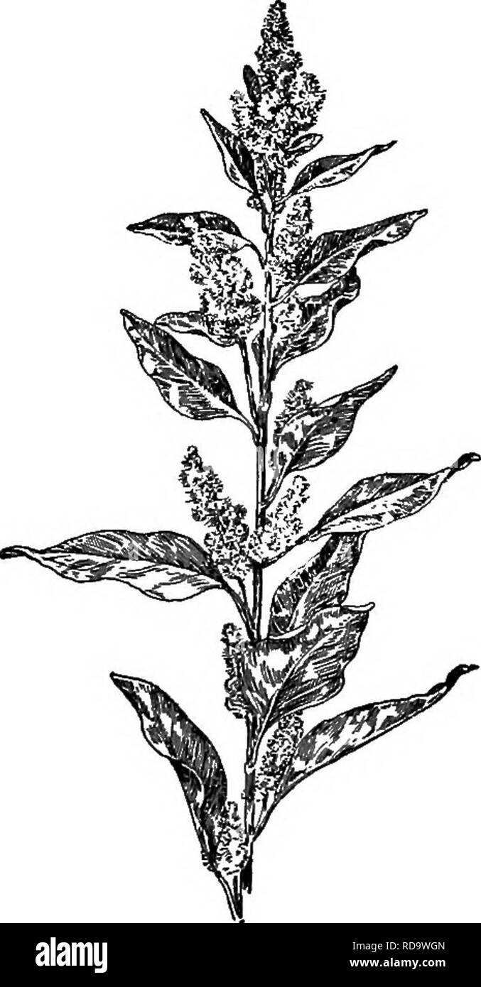 . A manual of weeds : with descriptions of all the most pernicious and ...