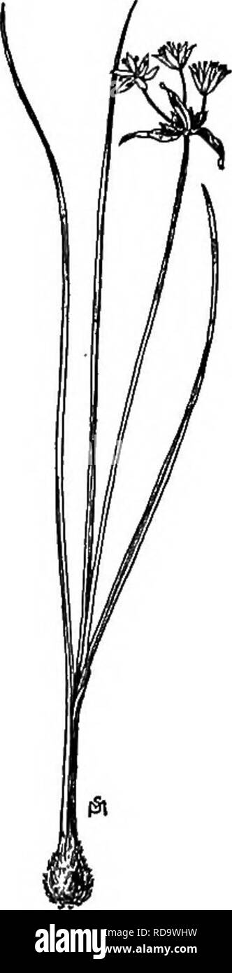 Allium seeds Black and White Stock Photos & Images - Alamy