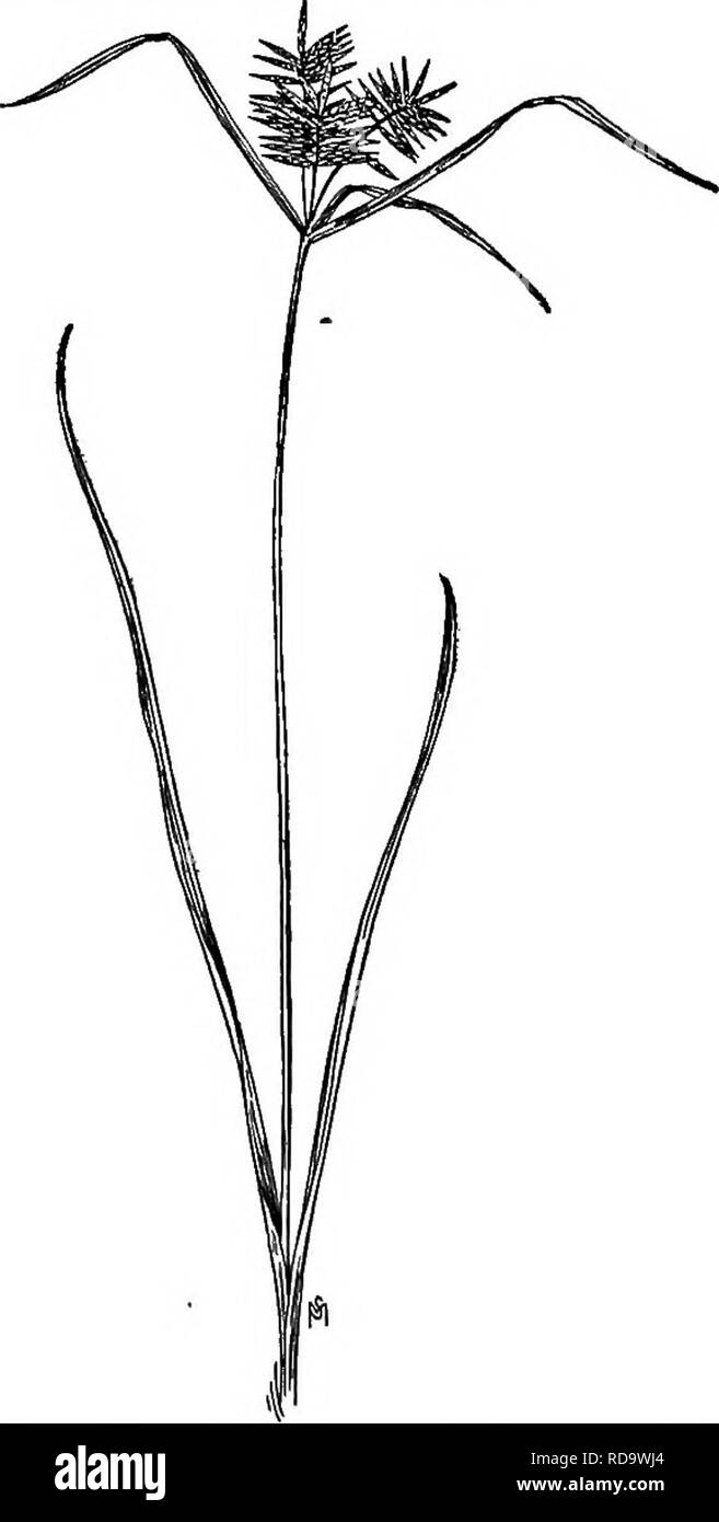 Cyperus Elatus