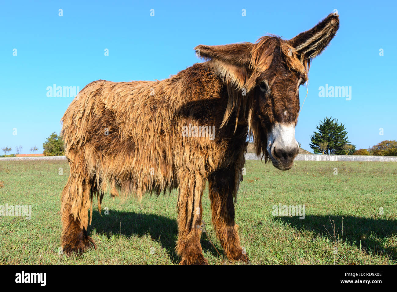 Poitou donkey at Re Island, France Stock Photo - Alamy