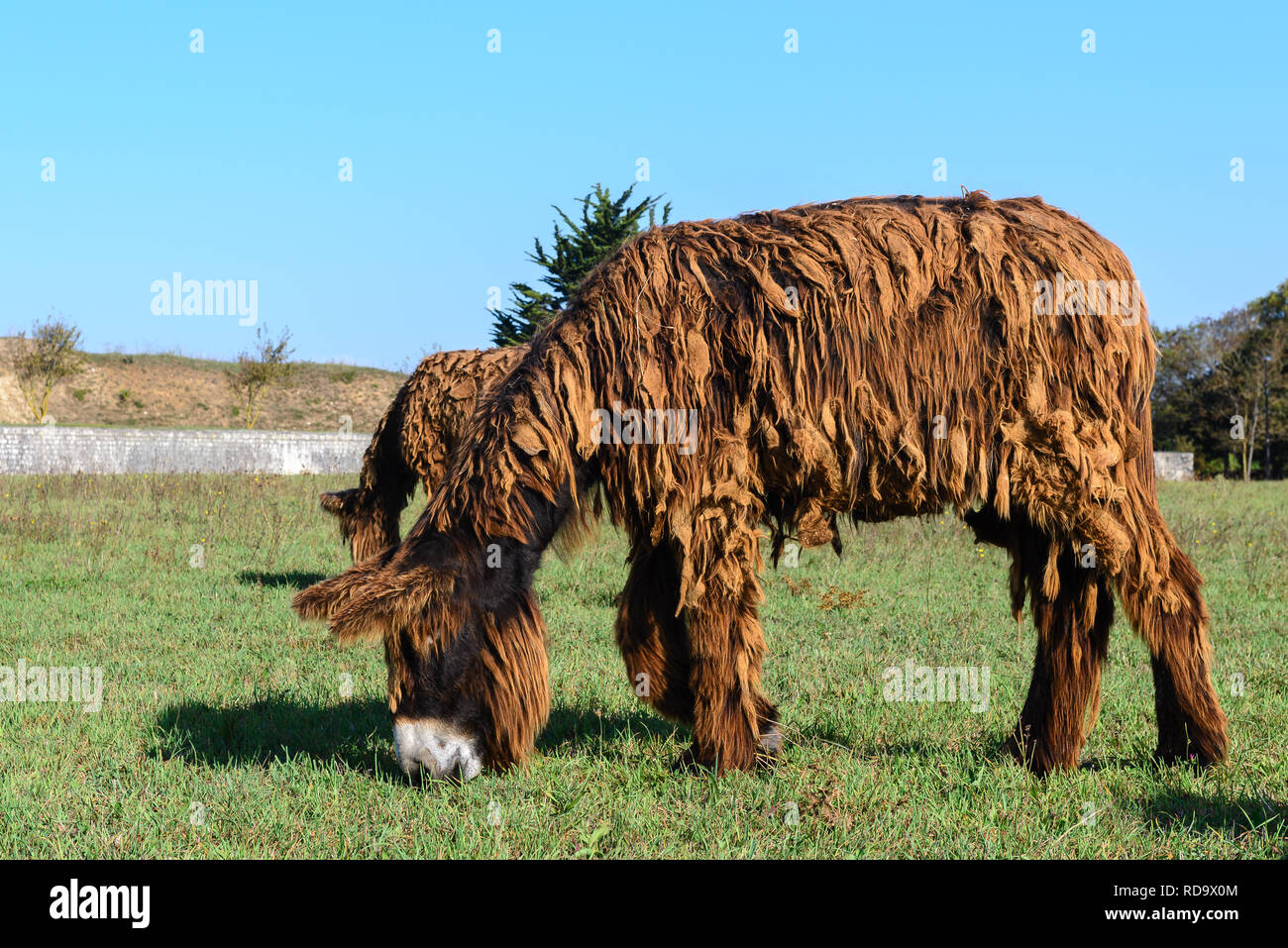 Poitou donkey at Re Island, France Stock Photo - Alamy