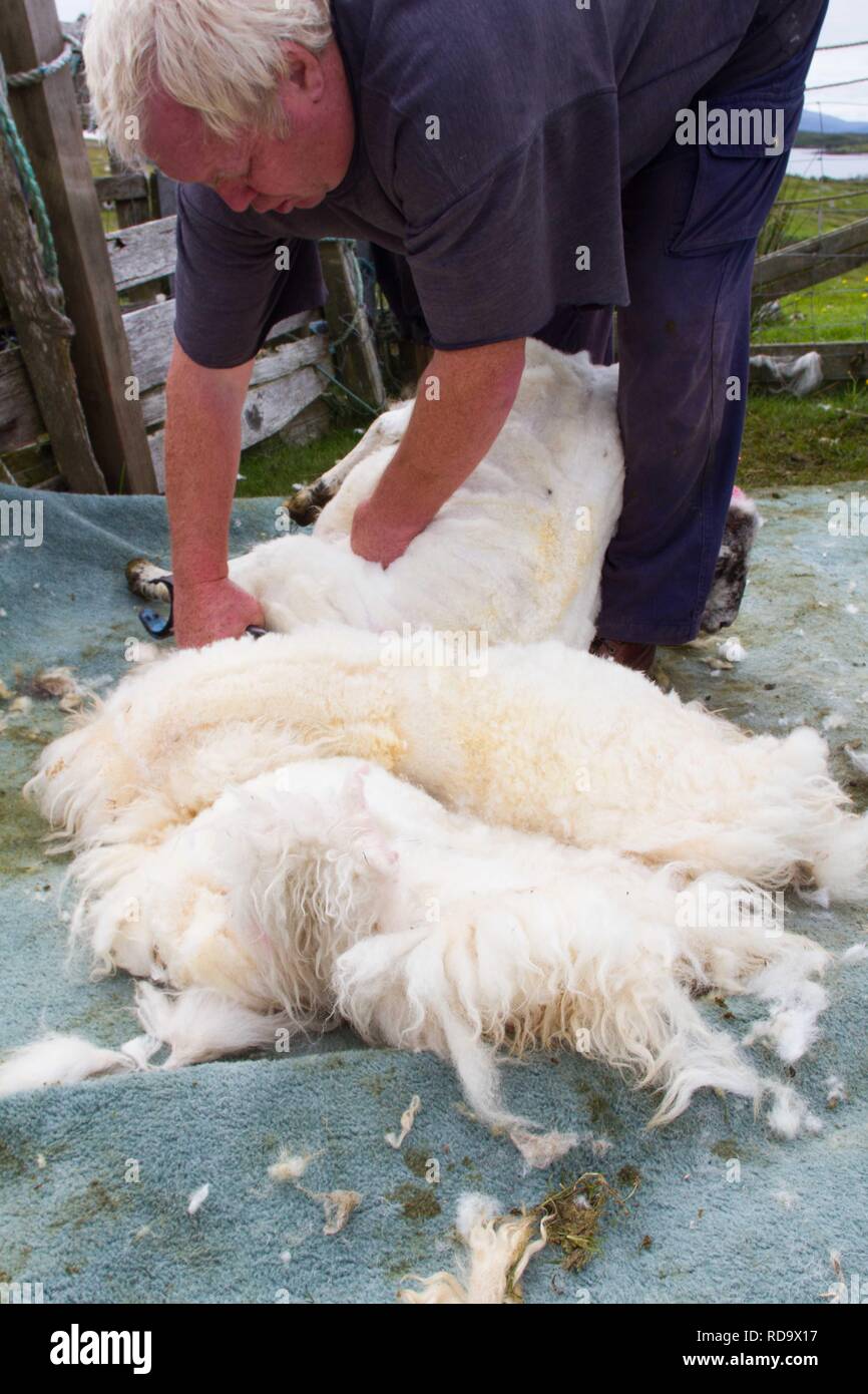 Hand clipping and machine sheering cross breed sheep for textile ...
