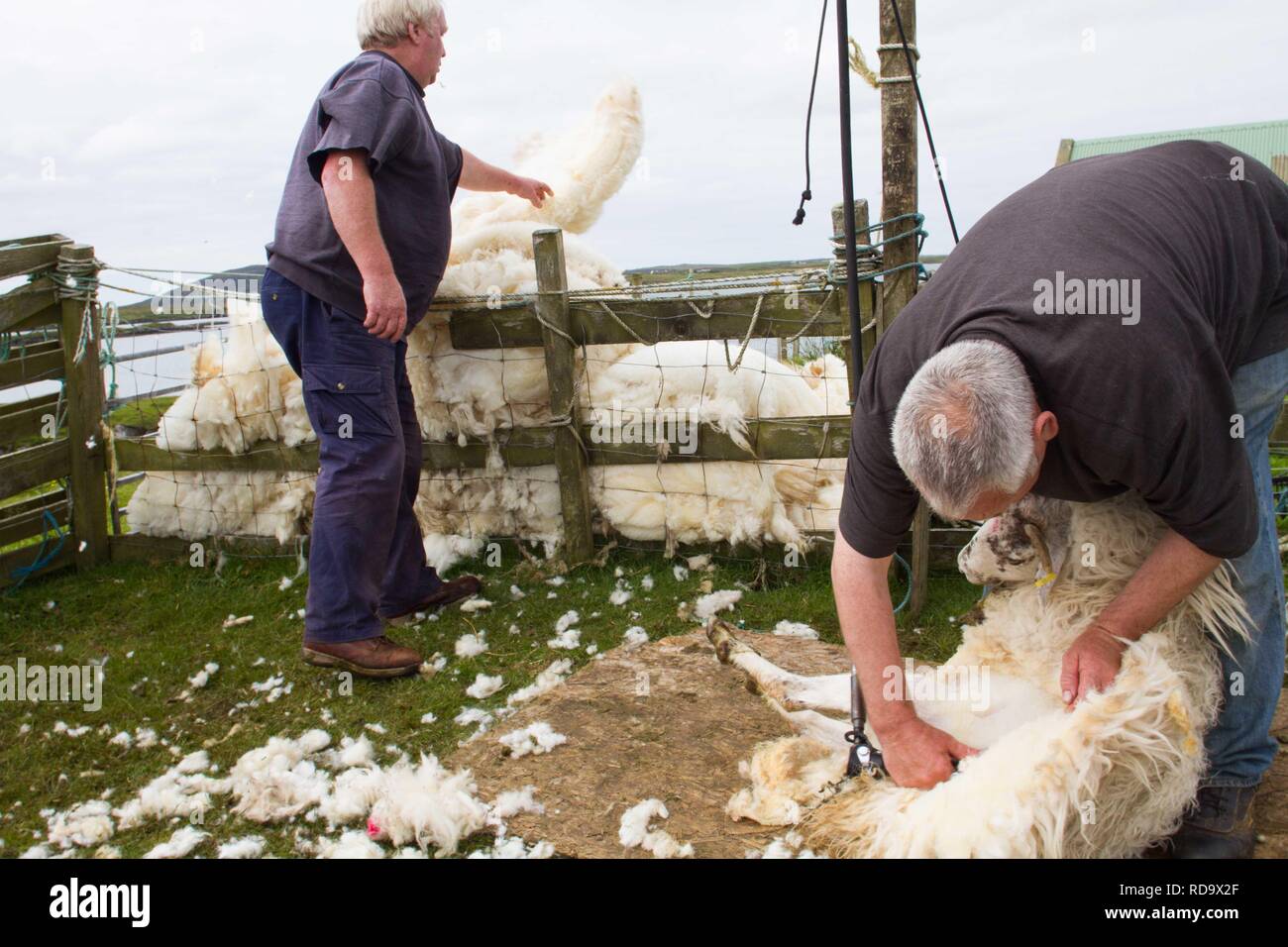 Hand clipping and machine sheering cross breed sheep for textile ...