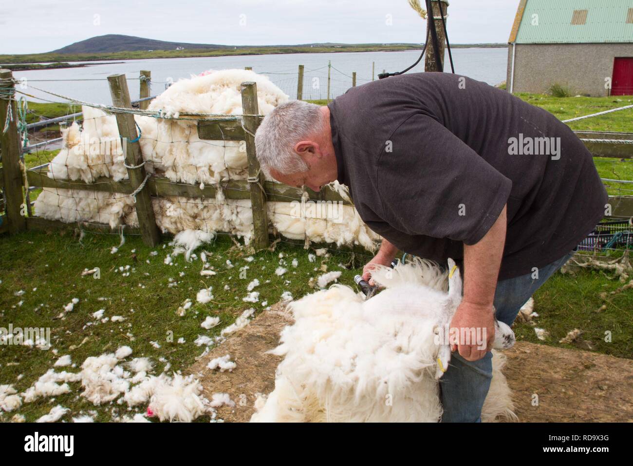 Hand clipping and machine sheering cross breed sheep for textile ...