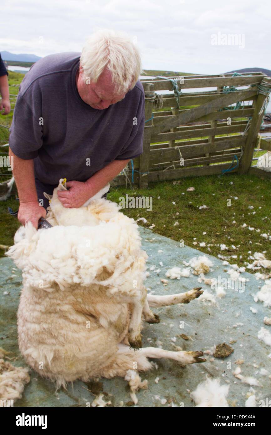 Hand clipping and machine sheering cross breed sheep for textile ...
