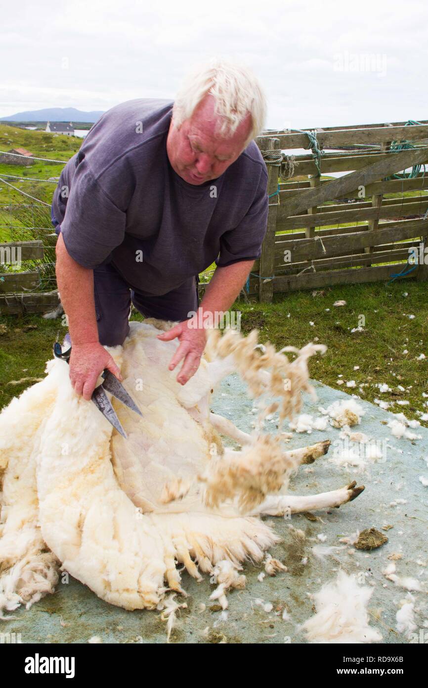 Using clippers on sheep hi-res stock photography and images - Alamy