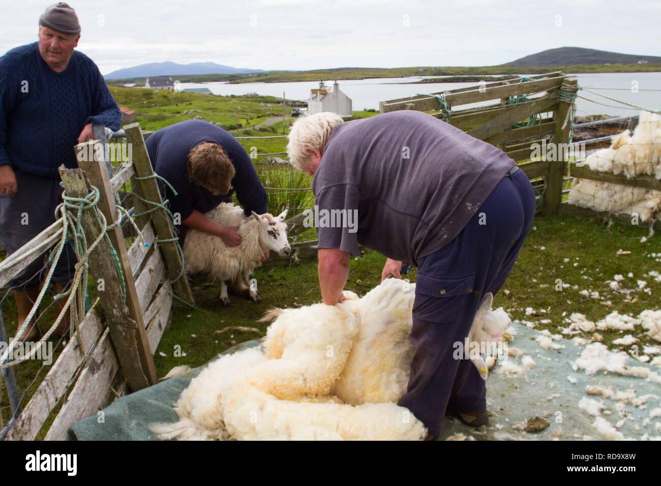 Hand clipping and machine sheering cross breed sheep for textile ...