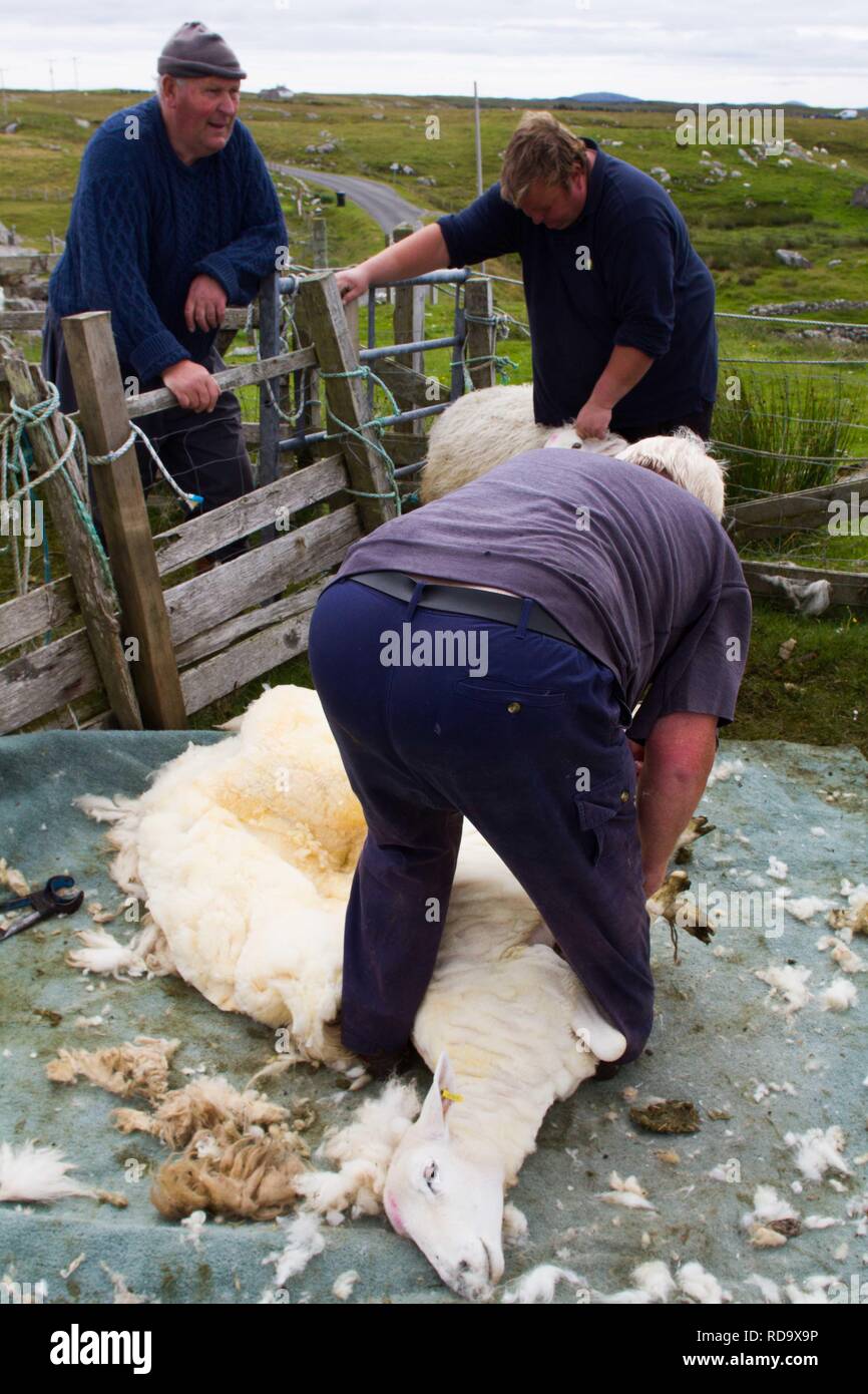 Hand clipping and machine sheering cross breed sheep for textile ...