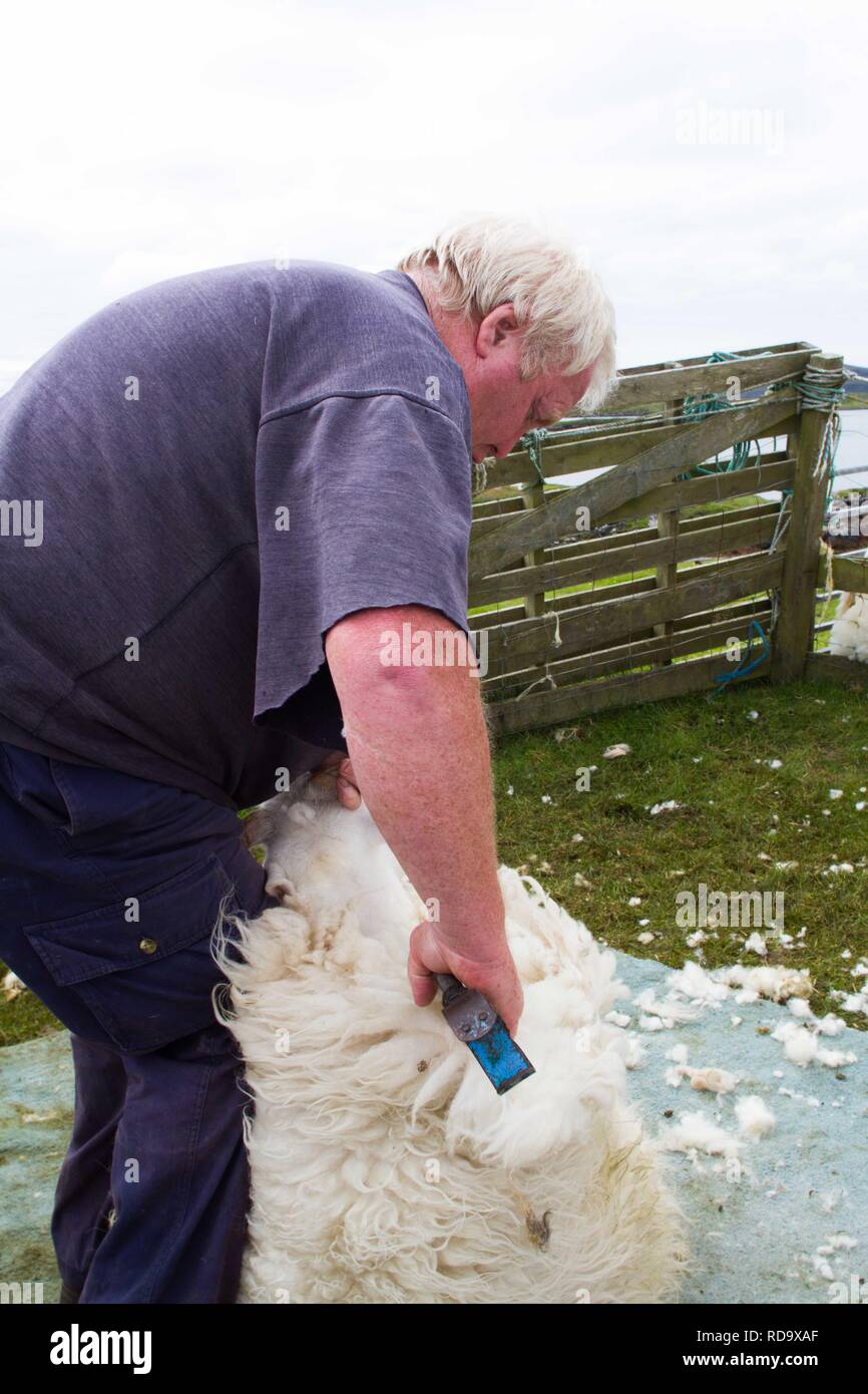Hand clipping and machine sheering cross breed sheep for textile ...