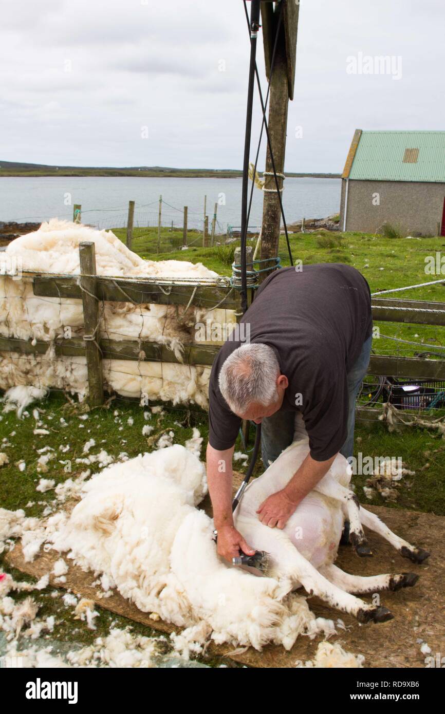 Hand clipping and machine sheering cross breed sheep for textile ...