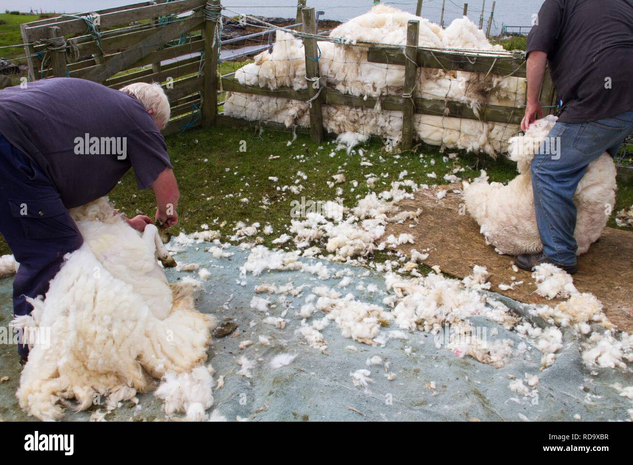 Hand clipping and machine sheering cross breed sheep for textile ...