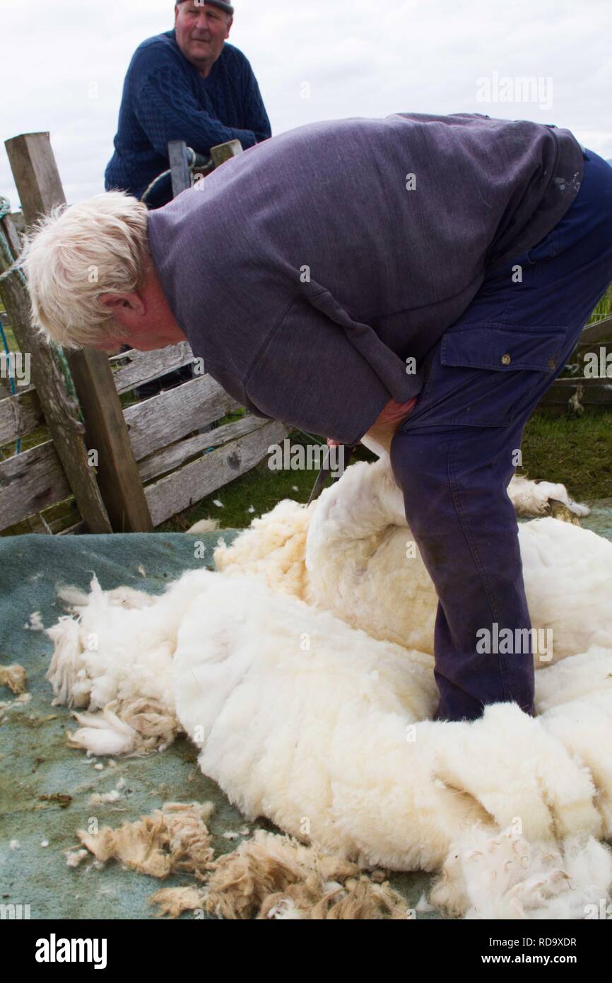 Hand clipping and machine sheering cross breed sheep for textile ...
