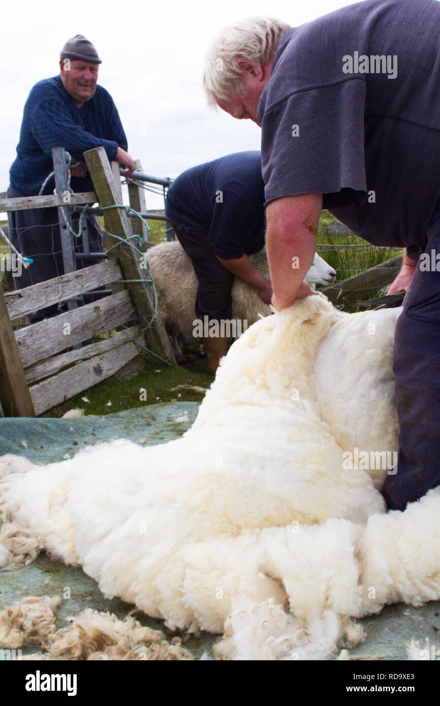 Using clippers on sheep hi-res stock photography and images - Alamy