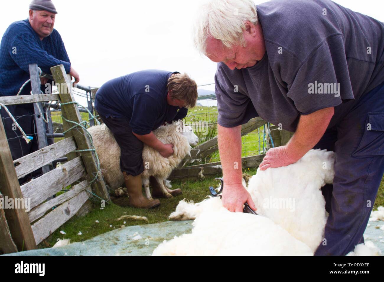 Hand clipping and machine sheering cross breed sheep for textile ...