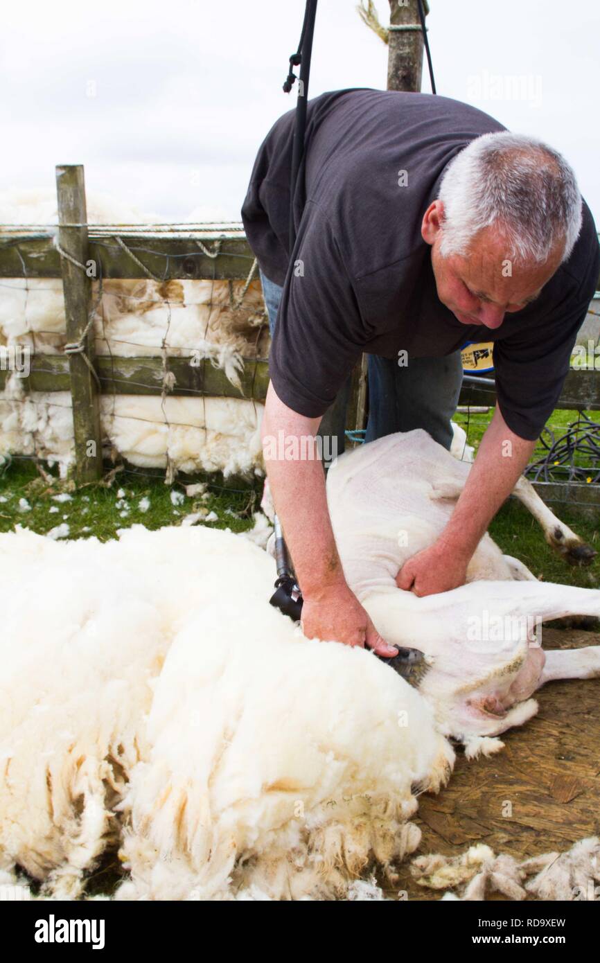 Hand clipping and machine sheering cross breed sheep for textile ...