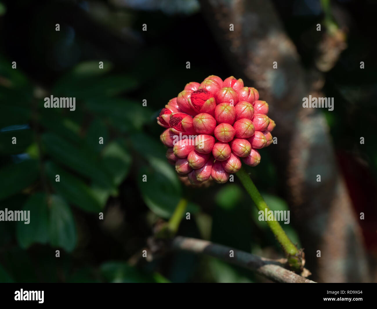 Closeup Red Buds of Powder Puff Flower Isolated on Nature Background ...