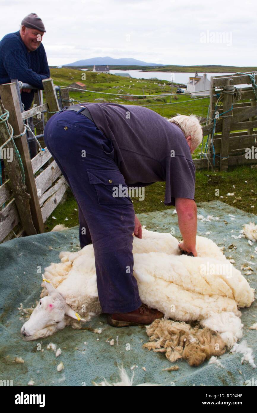 Hand clipping and machine sheering cross breed sheep for textile ...