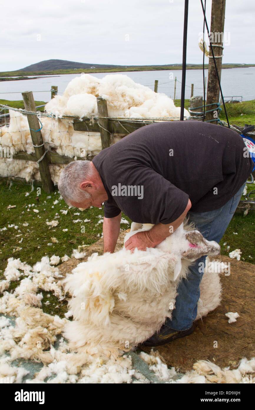 Hand clipping and machine sheering cross breed sheep for textile ...