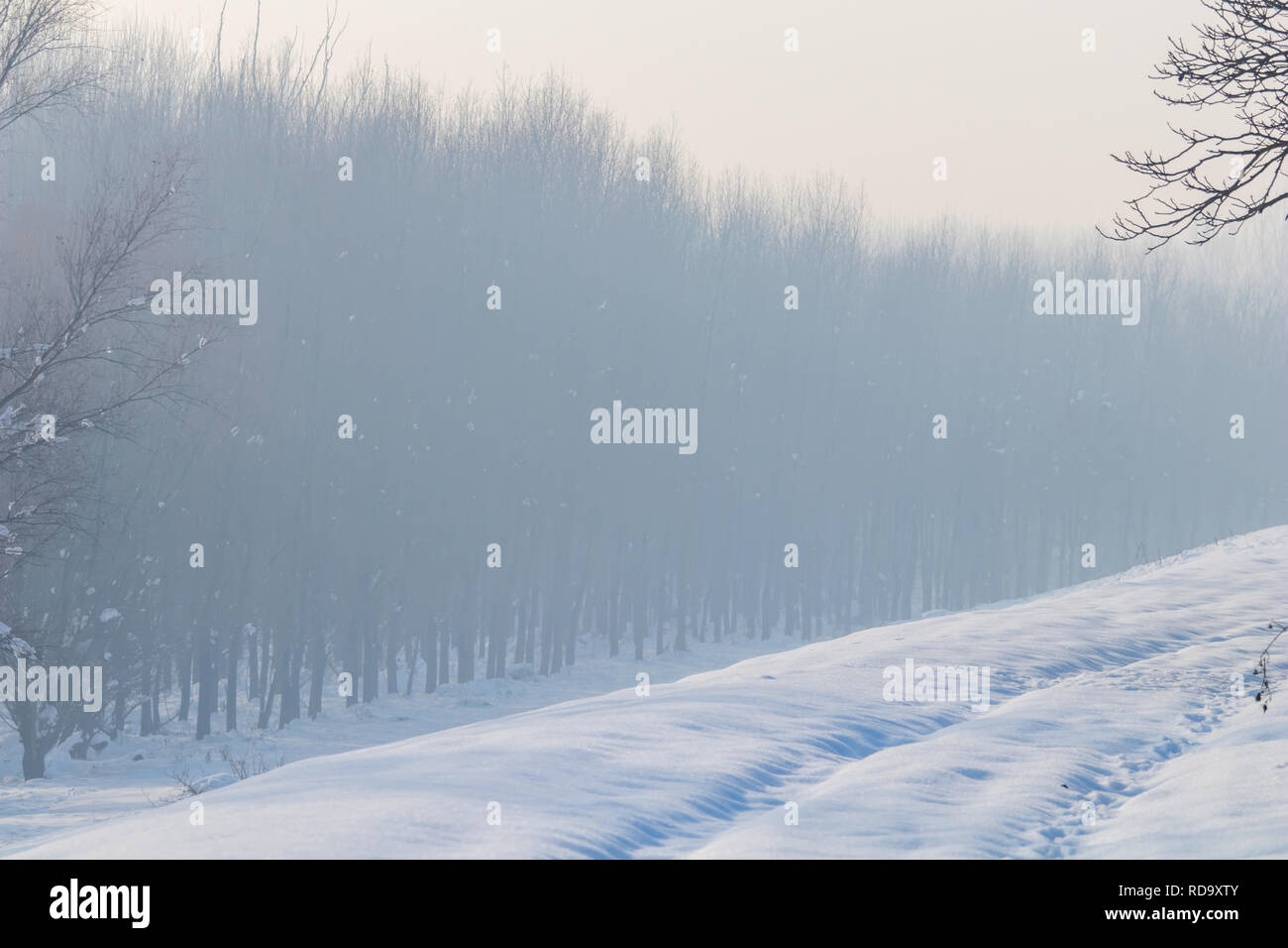 Winter foggy forest scene, Cold foggy forest with snow Stock Photo - Alamy