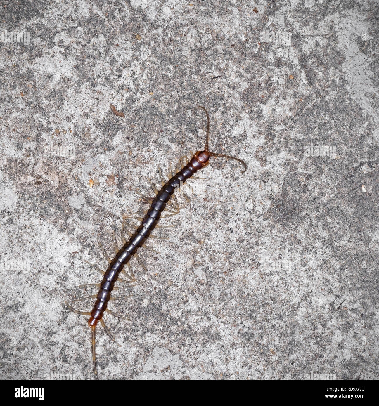 Closeup of Dangerous Centipede on Road Surface Stock Photo - Alamy