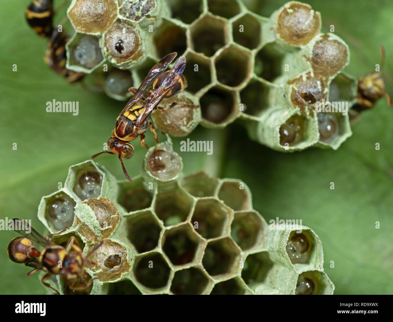Macro Photography of Wasp on Nest with Eggs and Larvae on The Back of ...