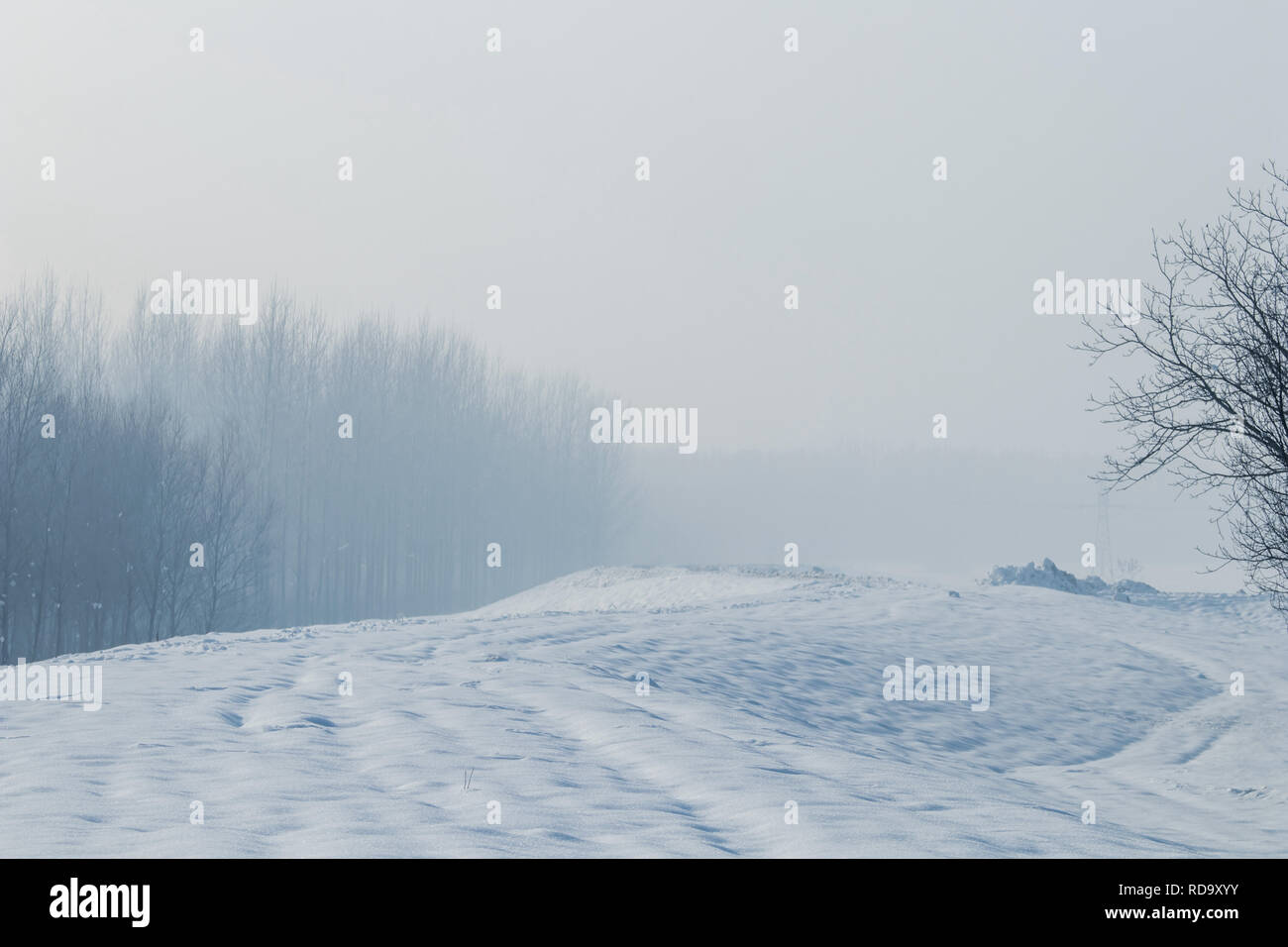 Winter foggy forest scene, Cold foggy forest with snow Stock Photo - Alamy