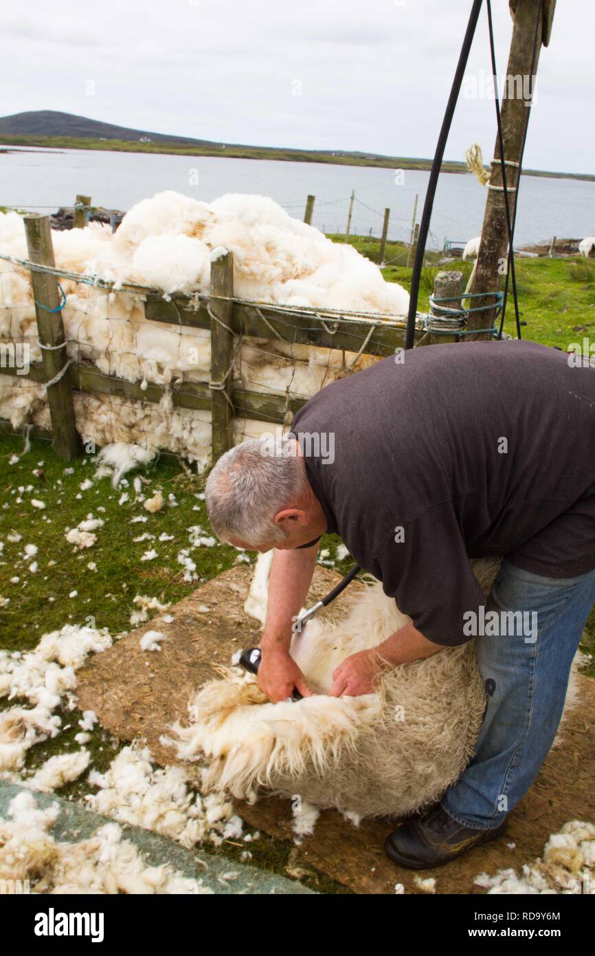 Hand clipping and machine sheering cross breed sheep for textile ...