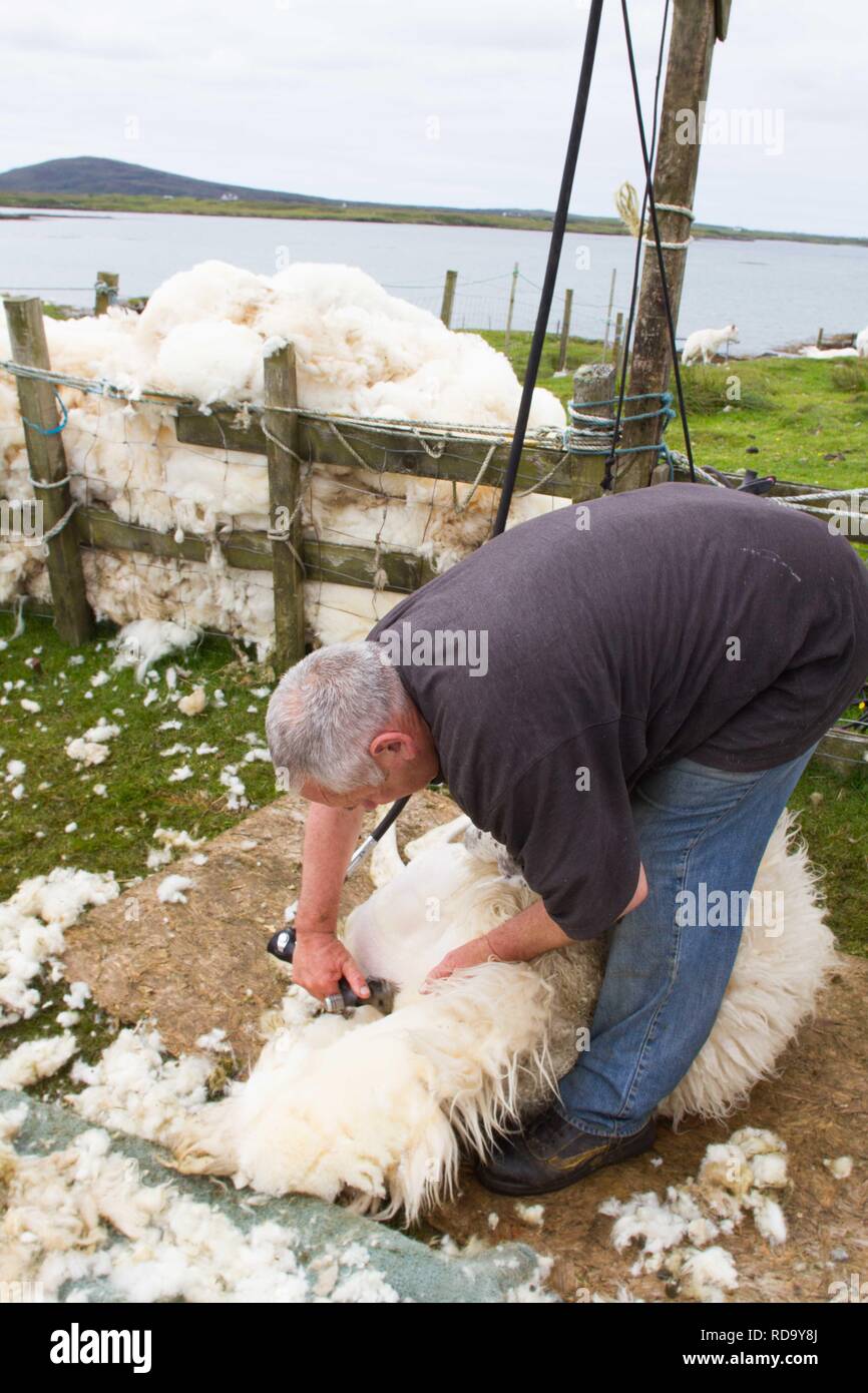 Using clippers on sheep hi-res stock photography and images - Alamy