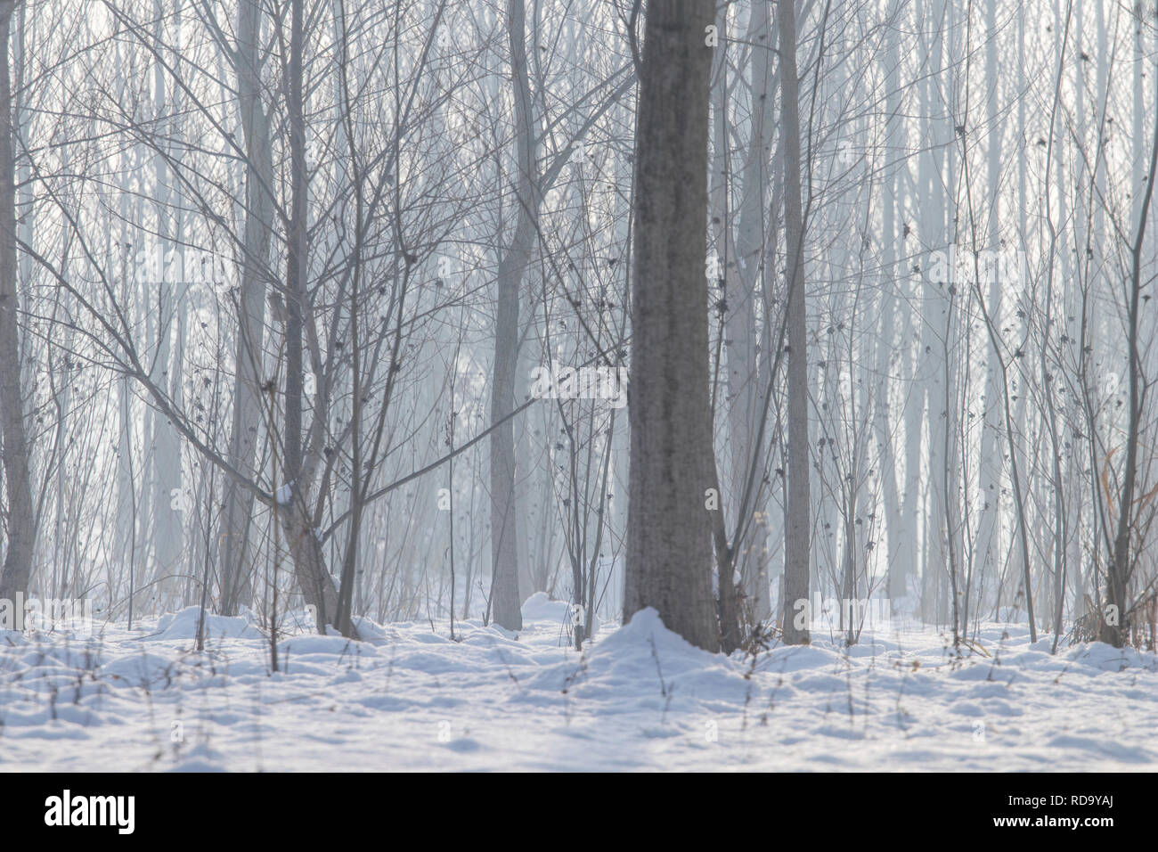 Winter foggy forest scene, Cold foggy forest with snow Stock Photo - Alamy