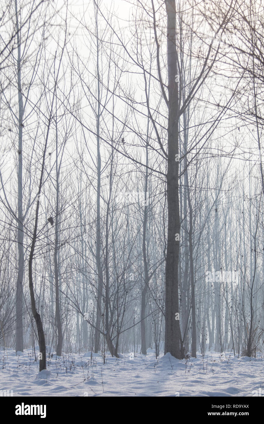 Winter foggy forest scene, Cold foggy forest with snow Stock Photo - Alamy