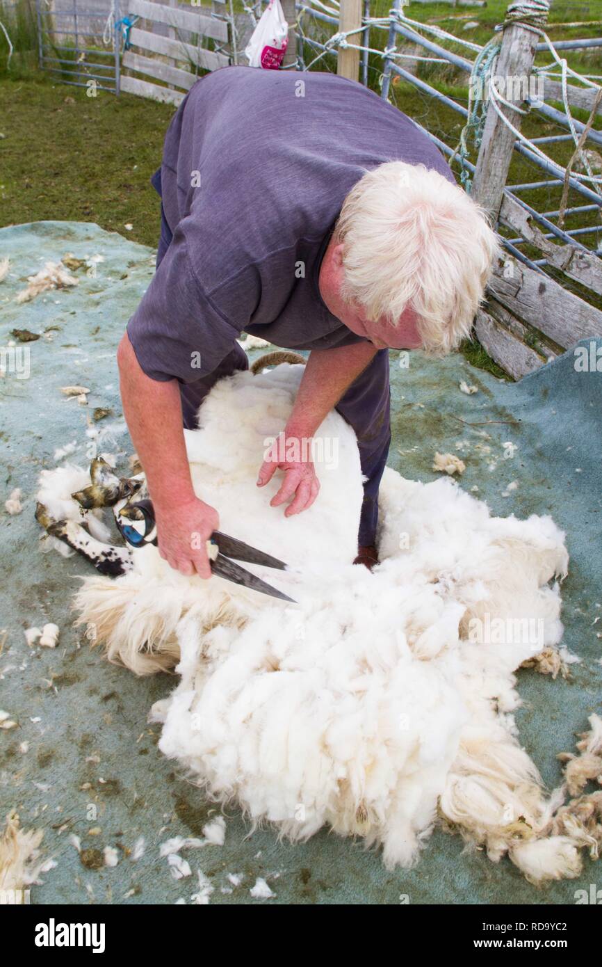Hand clipping and machine sheering cross breed sheep for textile ...